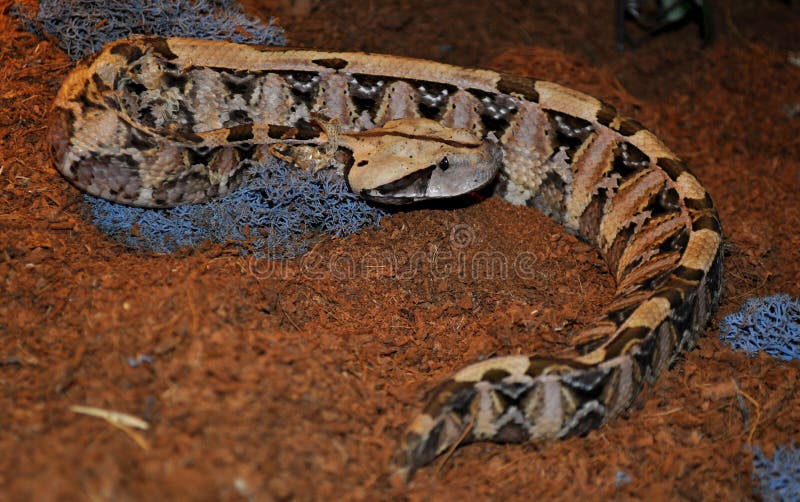 Gaboon Viper (Bitis Gabonica) Stock Image - Image of dangerous, geology ...