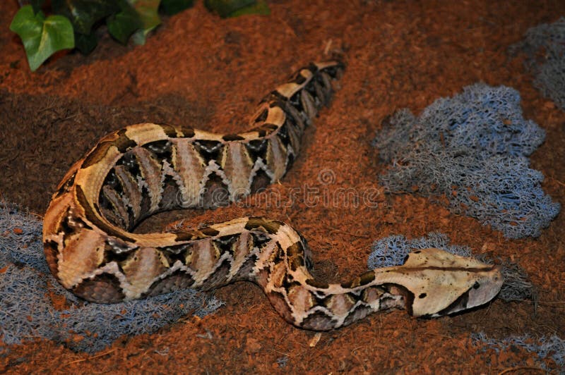 Gaboon Viper (Bitis Gabonica) Stock Photo - Image of dangerous, wild ...