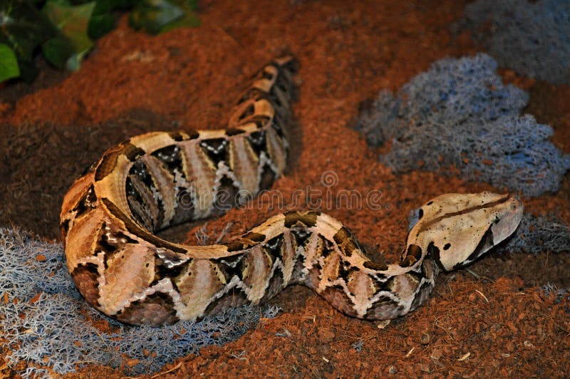Gaboon Viper (Bitis Gabonica) Stock Image - Image of beograd, frog ...
