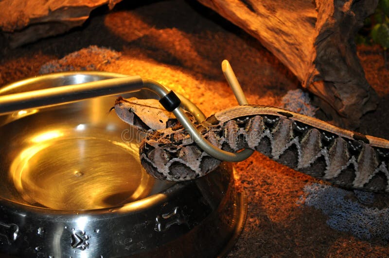 Gaboon Viper (Bitis Gabonica) Stock Image - Image of adder, dish: 272873485