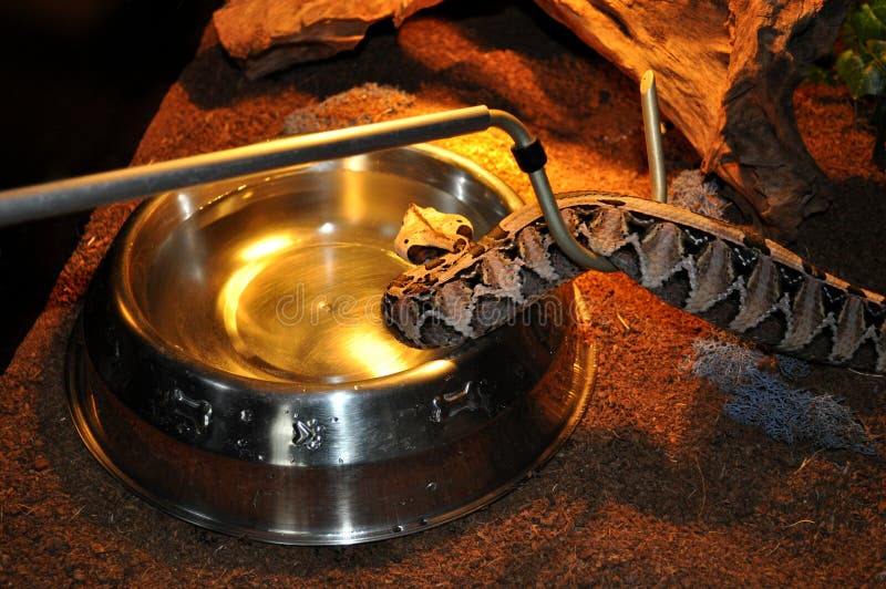 Gaboon Viper (Bitis Gabonica) Stock Image - Image of baking, bitis ...