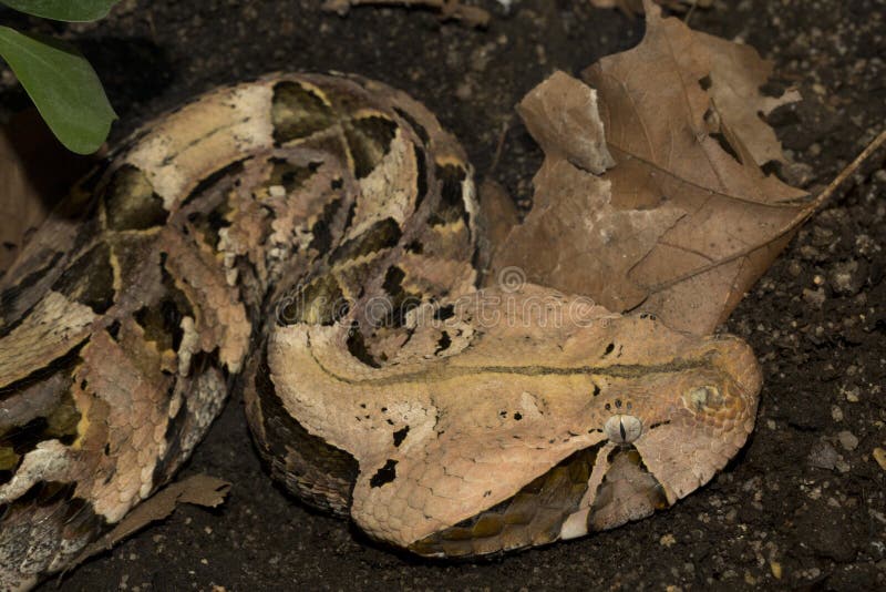 Snake Terrarium Gaboon Viper Stock Photos - Free & Royalty-Free Stock ...