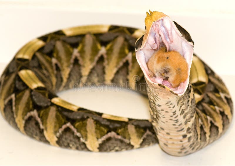 Gaboon viper eating stock image. Image of gaboon, adder - 4951299