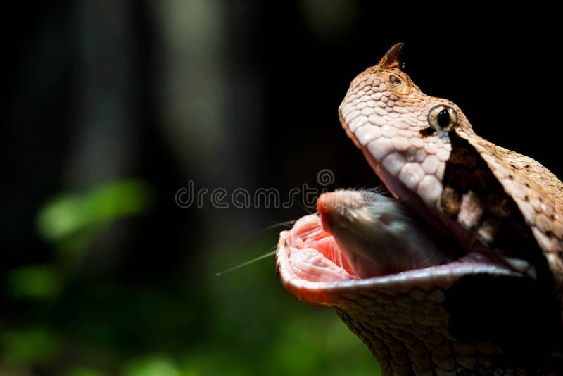 Gaboon Viper Eating Stock Photos - Free & Royalty-Free Stock Photos ...