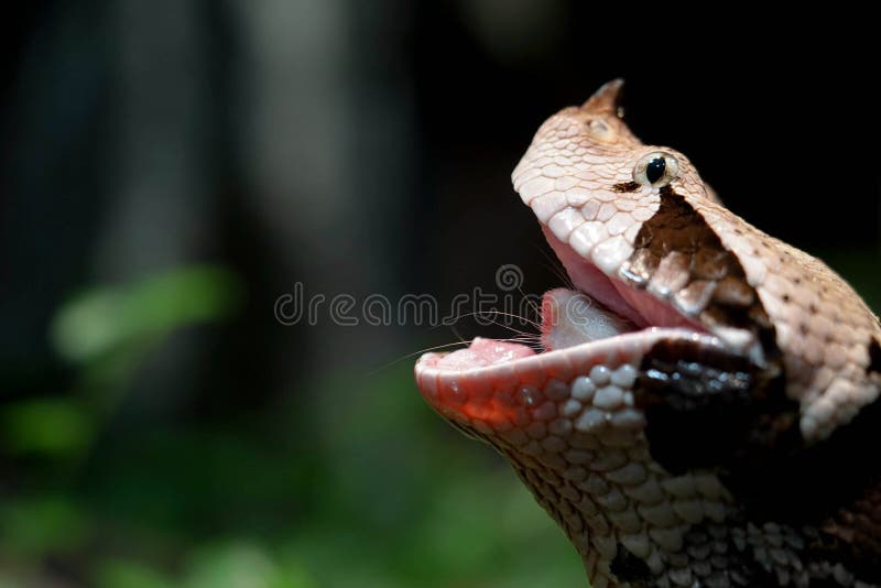 Gaboon Viper Macro Eating a Rat Stock Photo - Image of adder ...