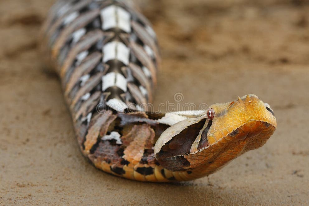 Gaboon Viper Portrait stock image. Image of puff, reptile - 17408205