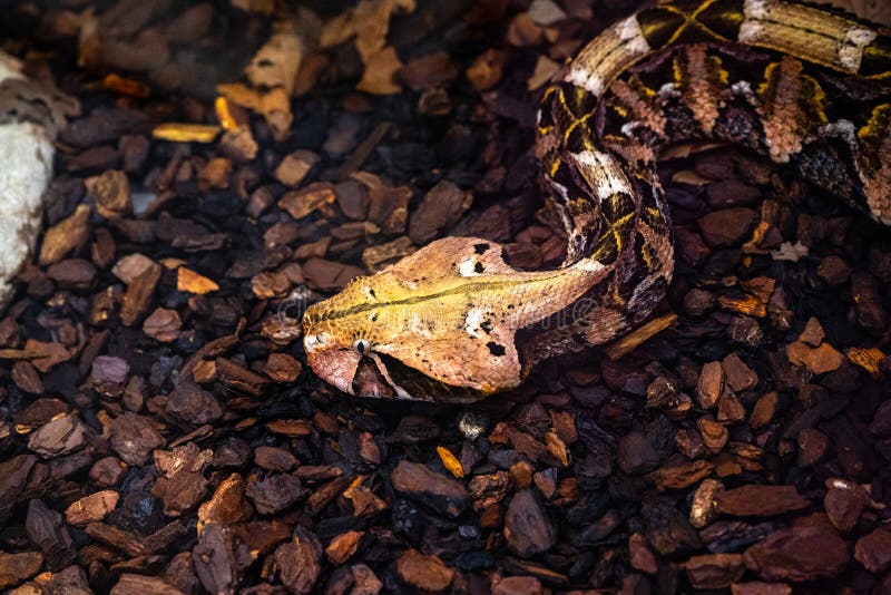 Gaboon Viper Snake Head Closeup Stock Photos - Free & Royalty-Free ...