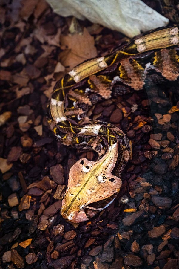 Gaboon Viper or Western Gaboon Viper, Viperidae Stock Photo - Image of ...