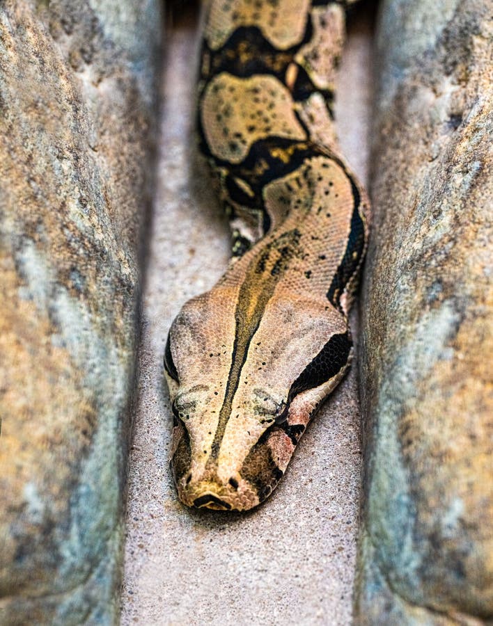 Gaboon Viper or Western Gaboon Viper, Viperidae Stock Photo - Image of ...