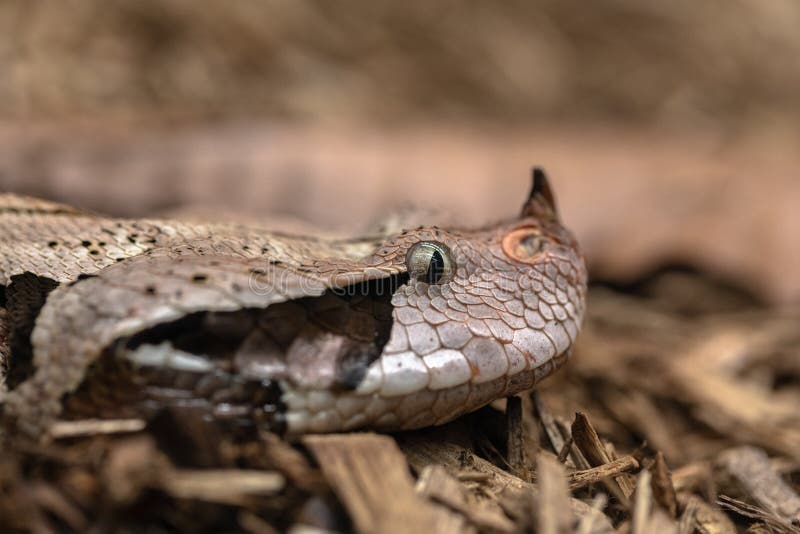 Gaboonadder, Bitis-gabonica, Zijaanzicht Van Hoofd Stock Foto - Image ...