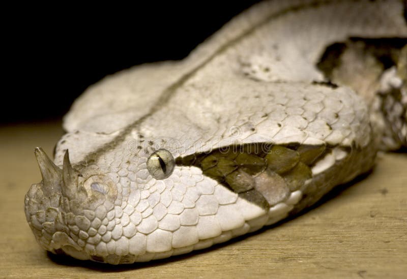 Gabun-Viper, Bitis Gabonica Stockbild - Bild von lurk, gift: 1129929