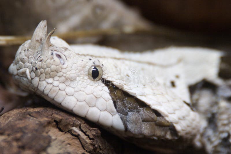Gabun-Viper, Bitis Gabonica Stockbild - Bild von gabun, fauna: 1130011