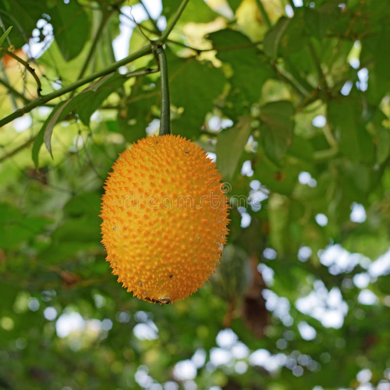 Gac or Baby Jack Fruit on Tree Stock Image - Image of health ...