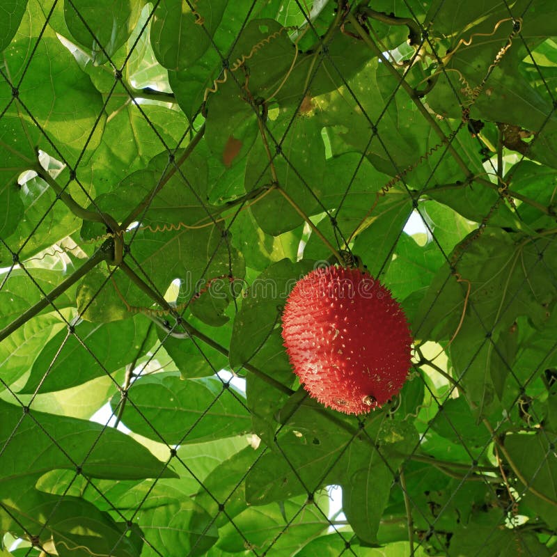 Gac or Baby Jack Fruit on Tree Stock Image - Image of sweet, succulent ...