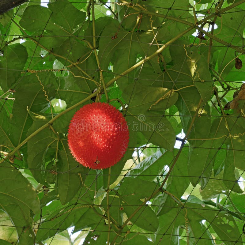 Gac or Baby Jack Fruit on Tree Stock Image - Image of fruit, sweet ...