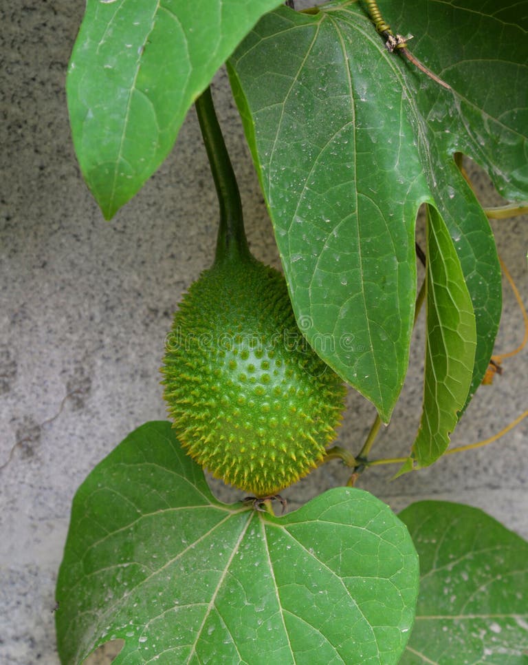 124 Friut Wall Stock Photos - Free & Royalty-Free Stock Photos from ...