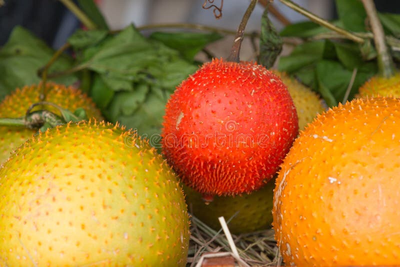 Gac fruit stock image. Image of botany, exotic, food - 79014899
