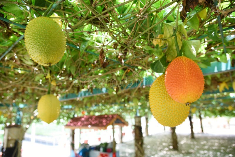 Gac fruit stock photo. Image of asia, botany, asian - 167576434