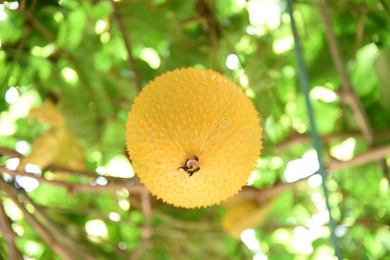 Gac fruit stock photo. Image of fresh, gourd, color - 167576442