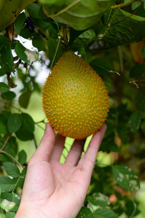 Gac Fruit Green Tree, Sweet Tropical Stock Photo - Image of wallpaper ...