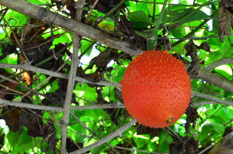 Gac Fruit Hanging on the Tree Stock Image - Image of medicinal, health ...