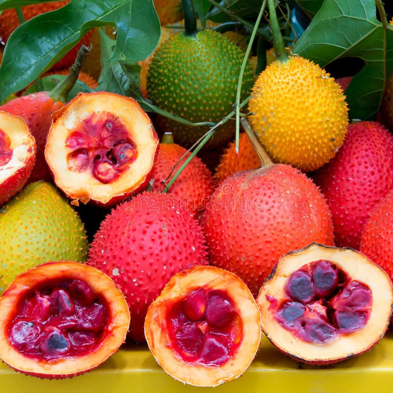 Gac fruit healthy fruit stock photo. Image of spiny, baby - 43986576