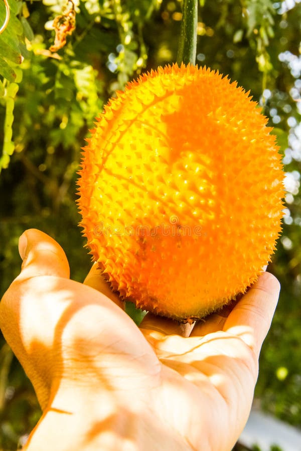 Gac Fruit (memordica Cochinnensis) Stock Image - Image of food, herbs ...