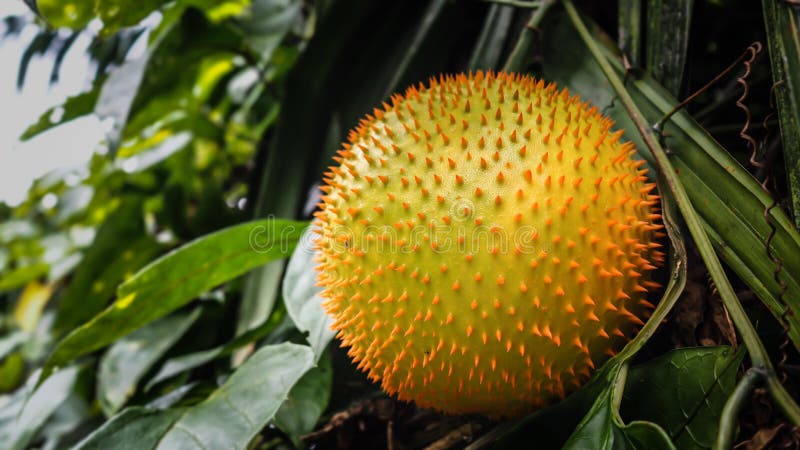 Gac Fruit or Red Melon at Garden Stock Image - Image of gourmet, gourd ...