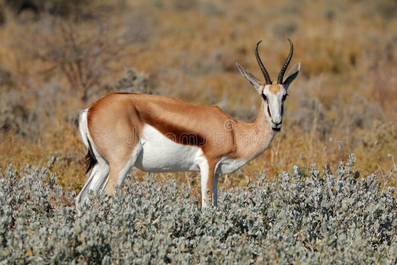 imágenes comunes del Gacela En Etosha - los derechos de la ...