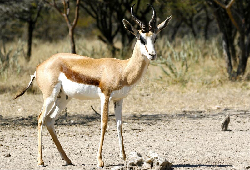 Gacela en Etosha foto de archivo. Imagen de ecosistema - 212628