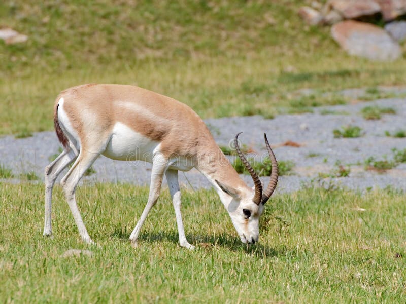 Gacela persa que pasta imagen de archivo. Imagen de gris - 32955013