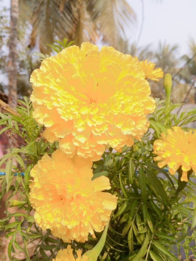 Red Gada Flower In The Flower Garden In Night Time Stock Photo - Image ...
