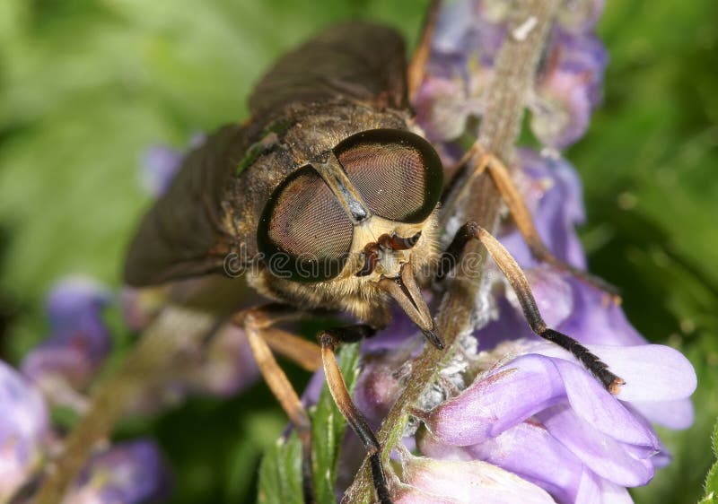 The gadfly stock image. Image of flora, insect, close - 11553921