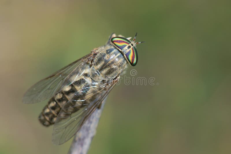 Gadfly stock photo. Image of gadflys, oestrus, nature - 25196438