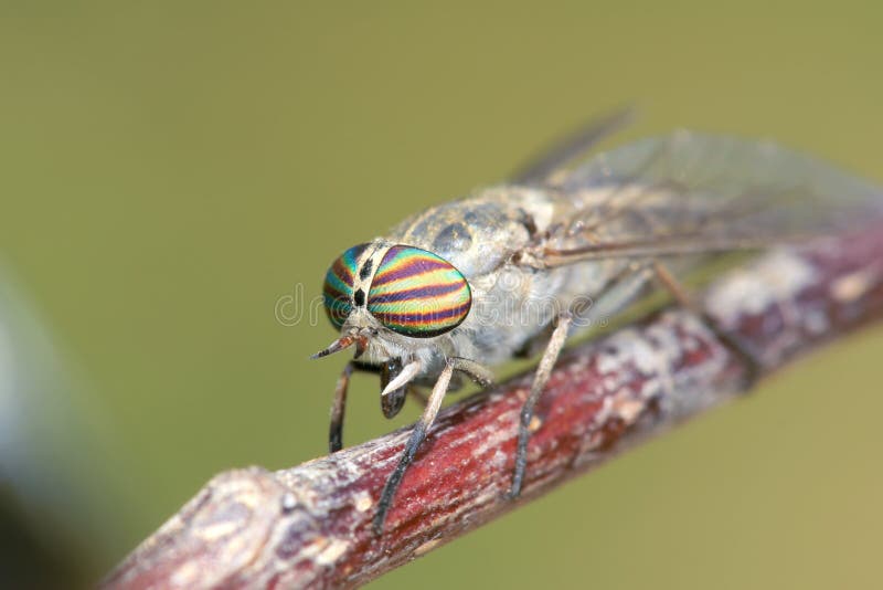 Gadflys Stock Photos - Free & Royalty-Free Stock Photos from Dreamstime