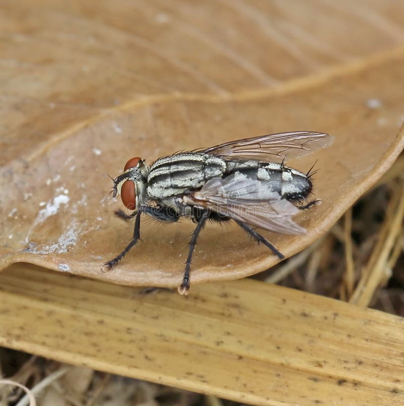 Gadfly imagen de archivo. Imagen de animal, bugs, vida - 55207751