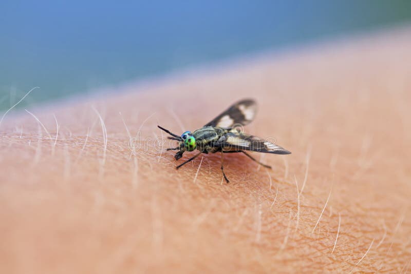 Gadfly with Big Eyes Sitting on His Hand and Drinks the Blood Stock ...