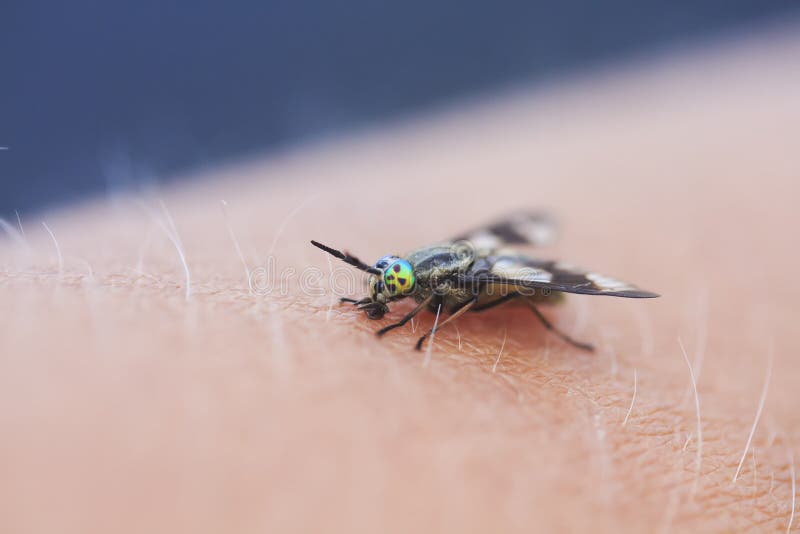 Gadfly with Big Eyes Sitting on His Hand and Drinks the Blood Stock ...