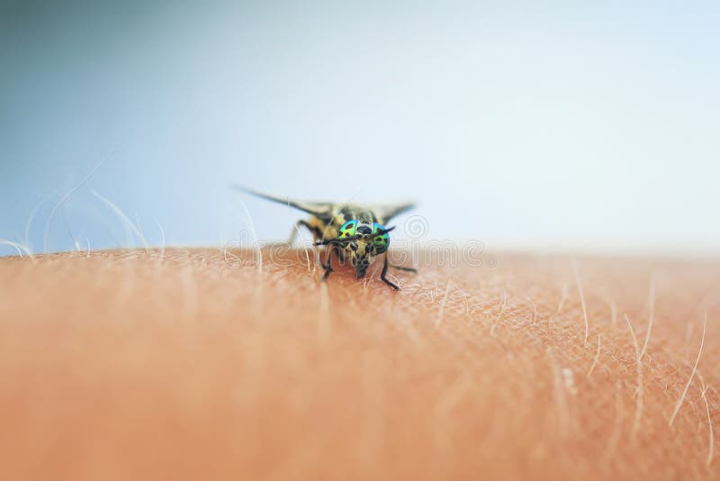 Gadfly with Big Eyes Sitting on His Hand and Drinks the Blood Stock ...