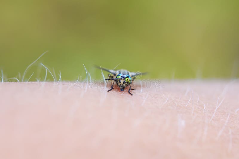 Gadfly with Big Eyes Sitting on His Hand and Drinks the Blood Stock ...