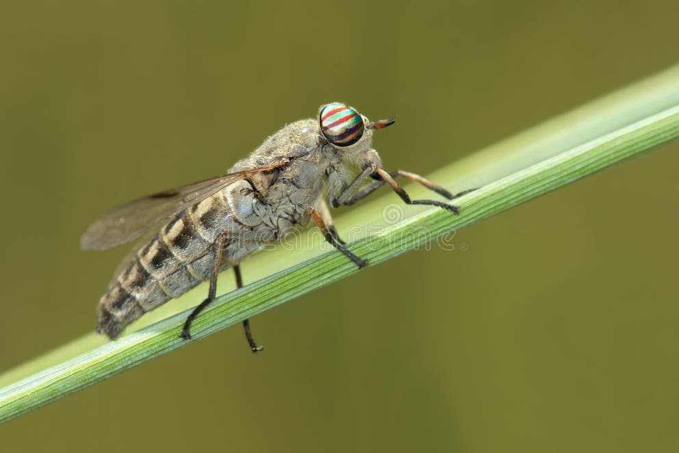 Gadfly stock photo. Image of insects, clegg, gadbee, animals - 41555654
