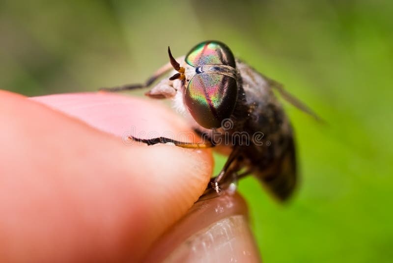 Gadfly stock photo. Image of botfly, view, beast, single - 10252530