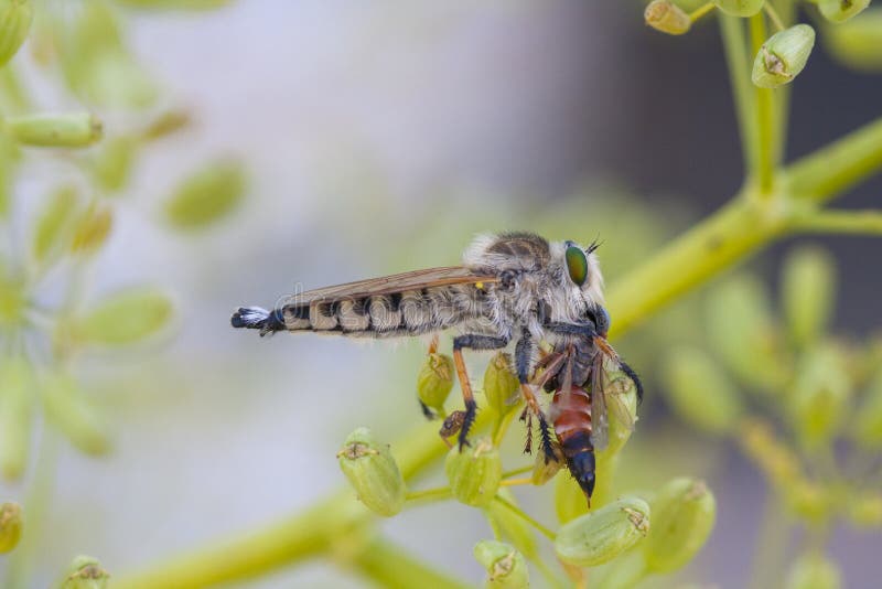 The gadfly stock image. Image of flora, insect, close - 11553921