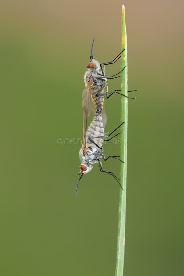 Gadfly stock photo. Image of gadflys, wildlife, horsefly - 25196846