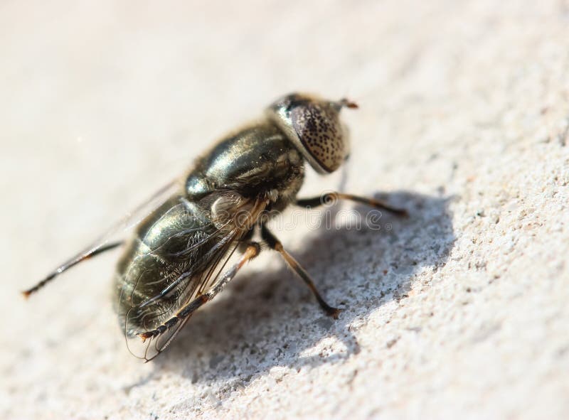 Gadfly stock photo. Image of macro, entomology, gadfly - 41034588