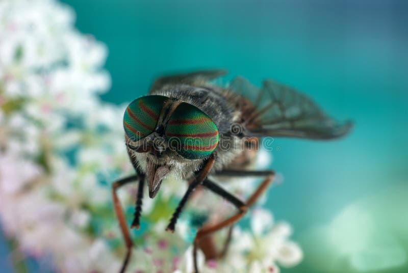 Gadfly stock photo. Image of green, design, transparent - 83748816