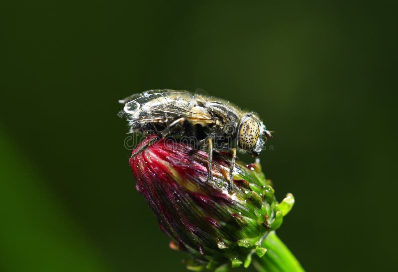 The Gadfly, Taken in the Wild Stock Image - Image of tabanidae, insect ...