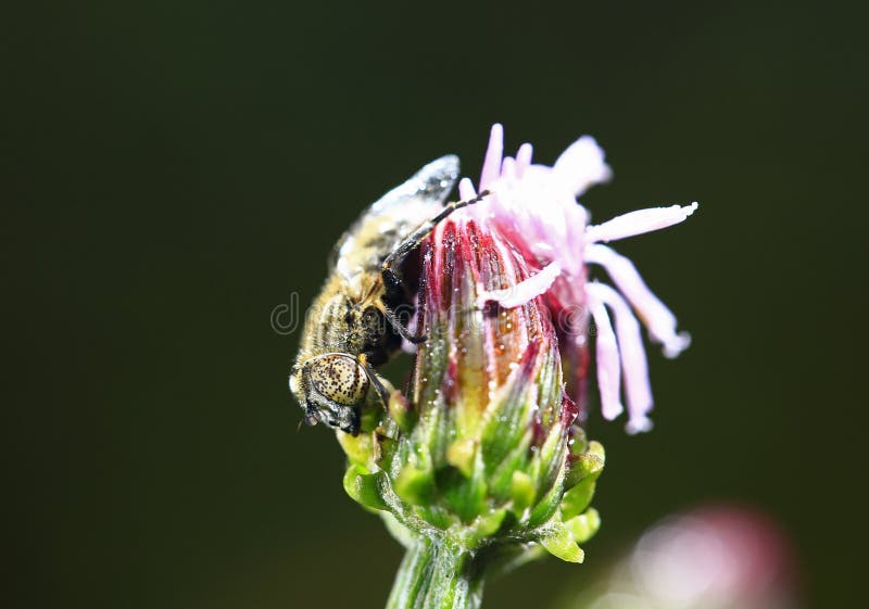 The Gadfly, Taken in the Wild Stock Photo - Image of spring, portrait ...