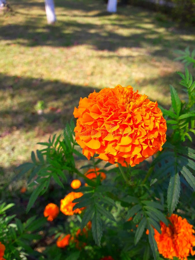 Gadha Stock Photos - Free & Royalty-Free Stock Photos from Dreamstime