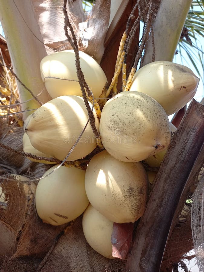 Gading Coconut is a Coconut Whose Fruit Skin is Yellow. Stock Image ...
